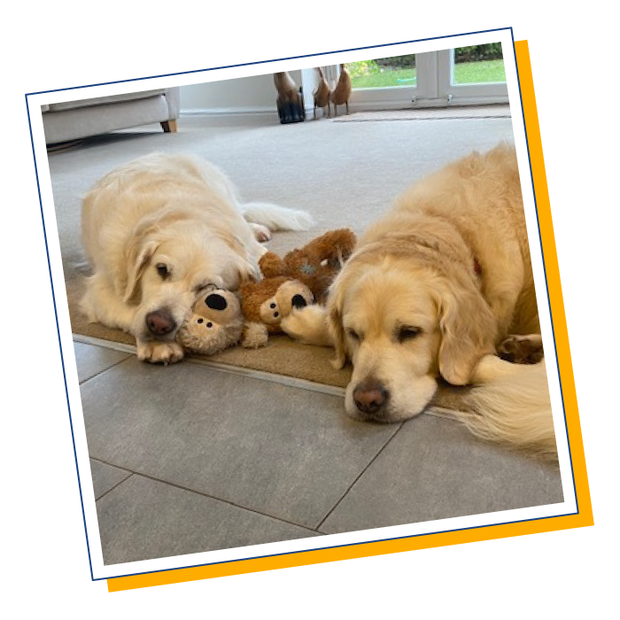 Meet flatfair’s furry family - flatfair